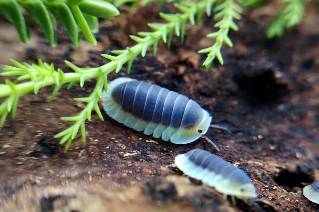 Cubaris sp.“Lemon Blue” | MegaPets